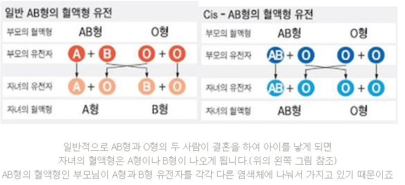 세계적으로 희귀한 혈액형 "CIS-AB"형... 지구촌 혈액형 : 네이버 블로그