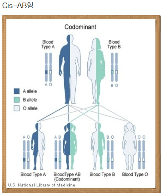 세계적으로 희귀한 혈액형 "CIS-AB"형... 지구촌 혈액형 : 네이버 블로그