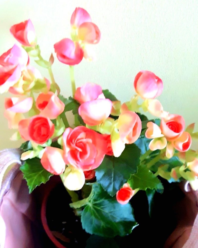 꽃베고니아 : 네이버 블로그