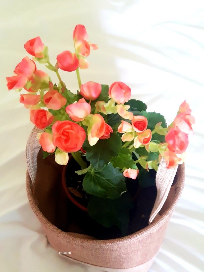 꽃베고니아 : 네이버 블로그