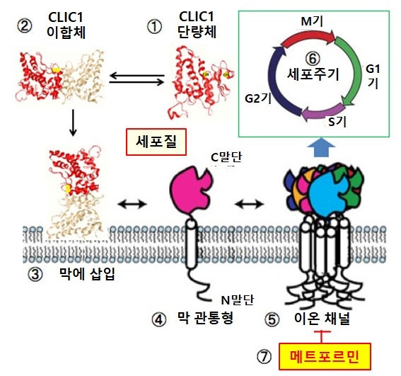 메트포르민은 염화물 세포 내 채널 1(CLIC1) 활성을 억제하고 교모세포종 세포의 증식을 억제한다 : 네이버 블로그