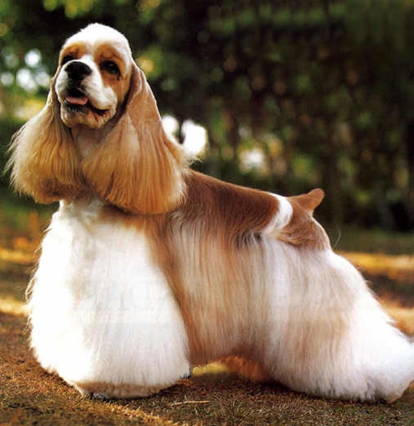 천성이 쾌활하고 낙천적인 아메리칸 코카 스파니엘american Cocker Spaniel 네이버 블로그