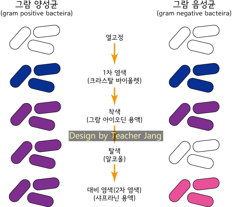 gram Stain gram-stain