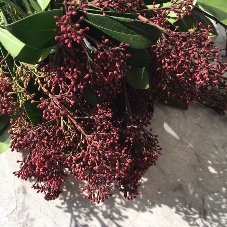 레드 스키미아부케 : 네이버 블로그