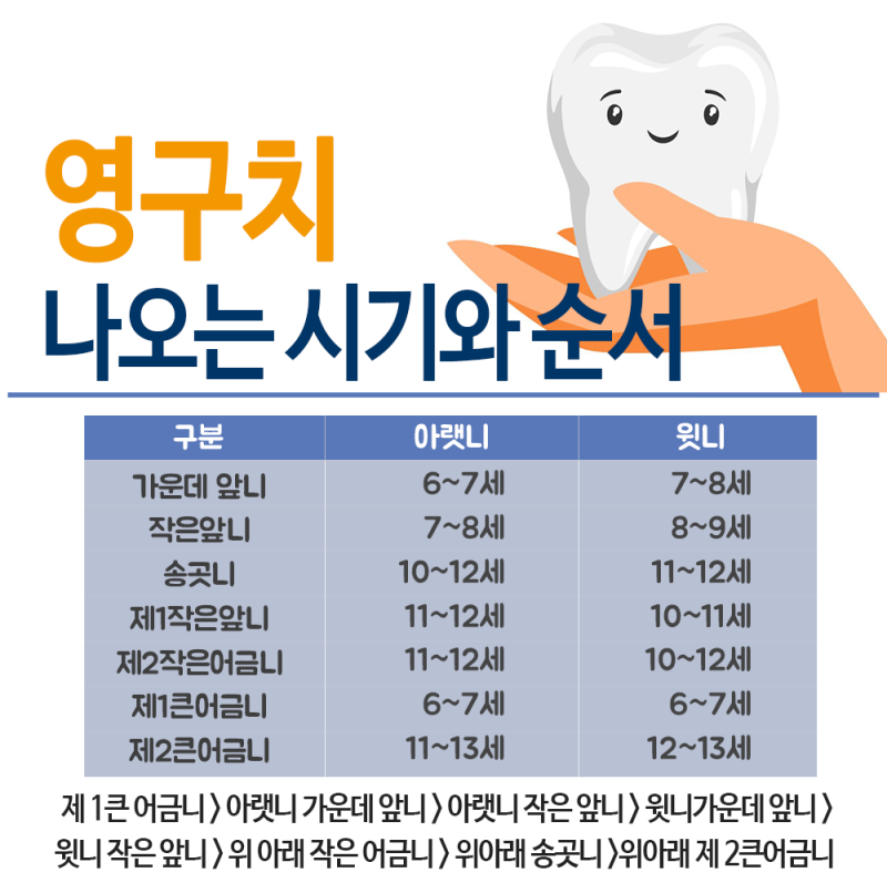 영구치 나오는 시기와 순서 어린이치약 및 관리 네이버 블로그