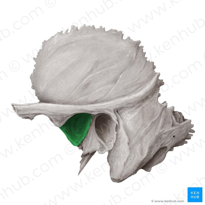 [해부학] 뼈대계통(skeletal system) - 몸통뼈대(axial skeleton) > 머리뼈(두개골, skull ...