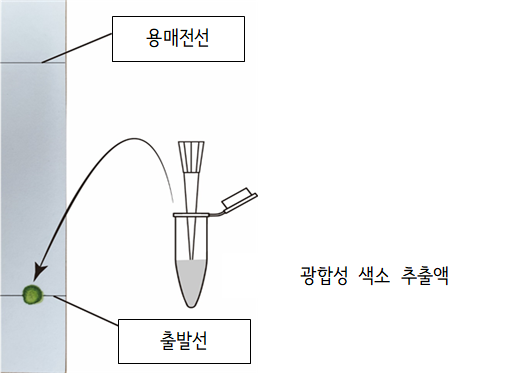 Part1 실험 메뉴얼 종이 크로마토그래피와 Tlc를 이용한 시금치의 광합성 색소 분리 네이버 블로그