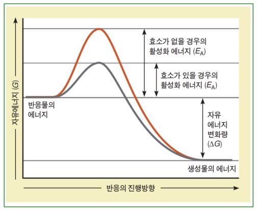 효소 반응과 효소활성분석한국의과학연구원 미생물분석센터 네이버 블로그