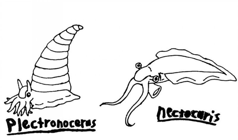 플렉트로노케라스(Plectronoceras)-최초의 오소콘 : 네이버 블로그