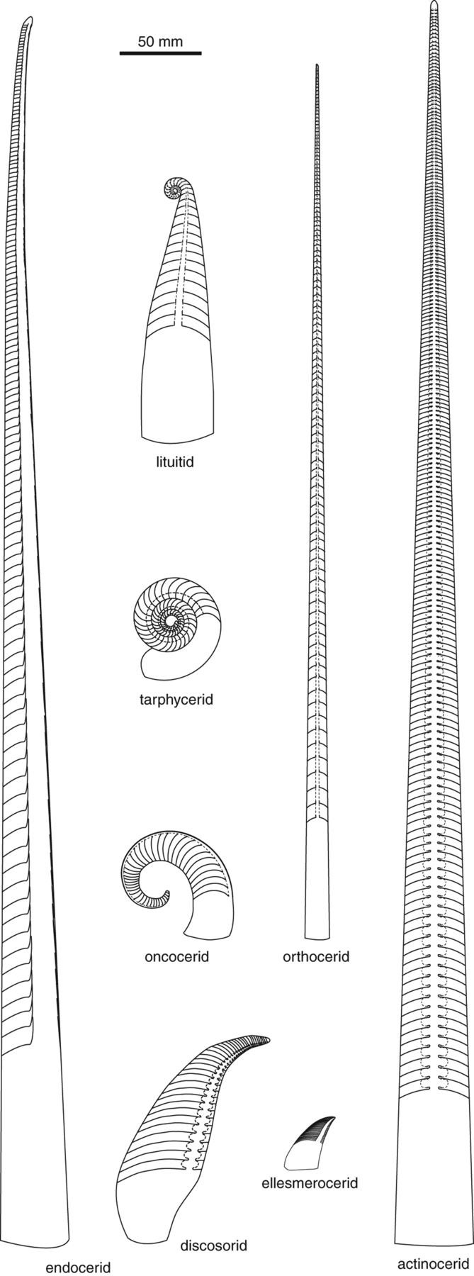 플렉트로노케라스(Plectronoceras)-최초의 오소콘 : 네이버 블로그
