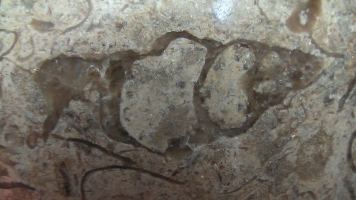 플렉트로노케라스(Plectronoceras)-최초의 오소콘 : 네이버 블로그