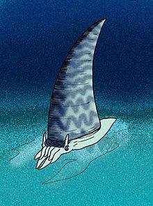 플렉트로노케라스(Plectronoceras)-최초의 오소콘 : 네이버 블로그