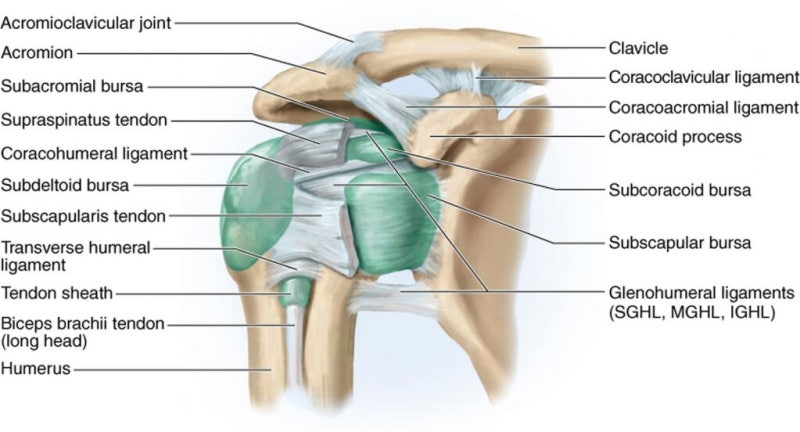 성신여대한의원, 어깨가 송곳으로 찌르듯이 아파요-견관절 점액낭염 : 네이버 블로그