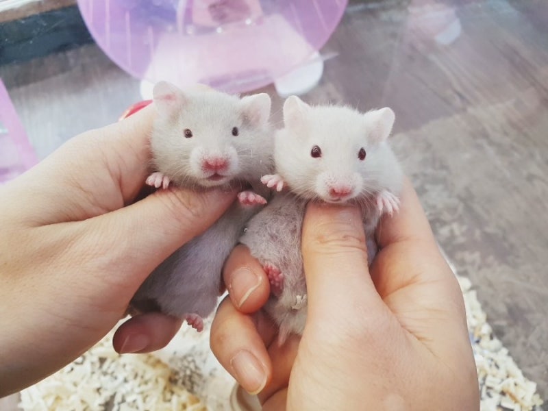 골든햄스터분양 올도브 실버도브 도브도미 네이버 블로그