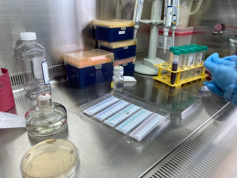 API 50CH, 50 CHL Medium : 네이버 블로그