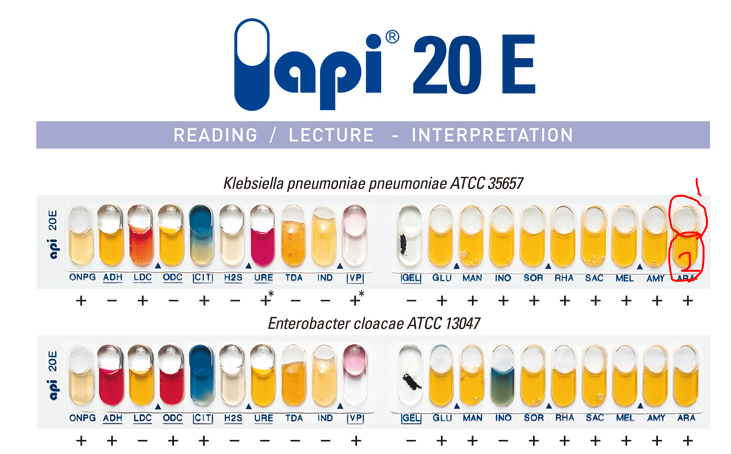 API 50CH, 50 CHL Medium : 네이버 블로그