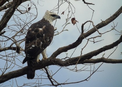 코모도 군도에서 사는 동물들 : 네이버 블로그