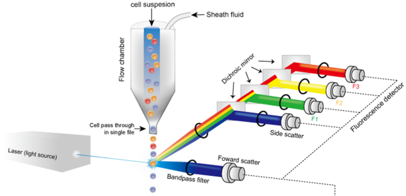 Flow Cytometry(FCM/FACS)로 비장세포 속 B세포/T세포 분석 : 네이버 블로그