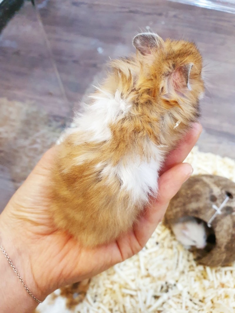 골든햄스터분양 털이 긴 매력넘치는 장모골든햄스터 네이버 블로그