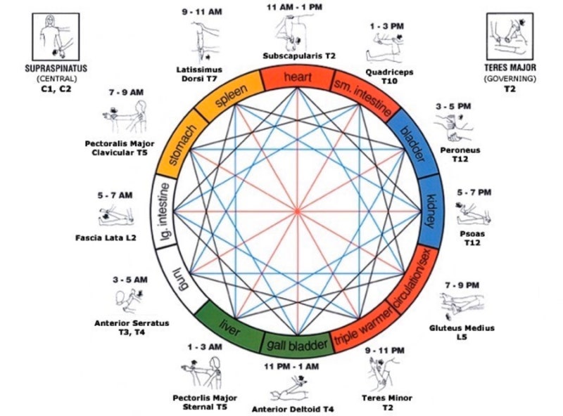 응용근신경학(Applied Kinesiology) 이란, : 네이버 블로그
