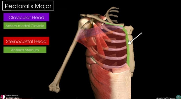 대흉근pectoralis Major 큰가슴근 대흉근 해부학가슴운동 가슴스트레칭 가슴통증 팔통증 팔저림 네이버 블로그