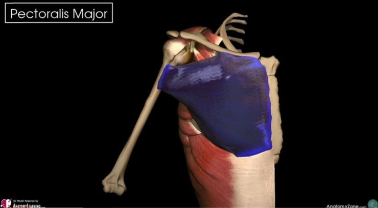 대흉근pectoralis Major 큰가슴근 대흉근 해부학가슴운동 가슴스트레칭 가슴통증 팔통증 팔저림 네이버 블로그