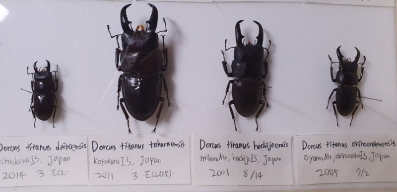 All Subspecies Of Dorcus titanus : 네이버 블로그