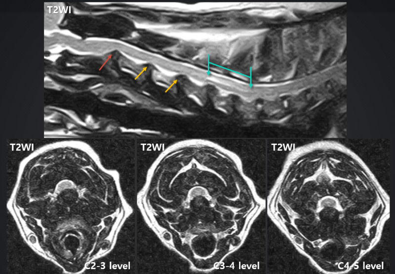 강아지 경추 디스크,추간판탈출증,IVDD 수술 [울산 이승진동물병원] : 네이버 블로그