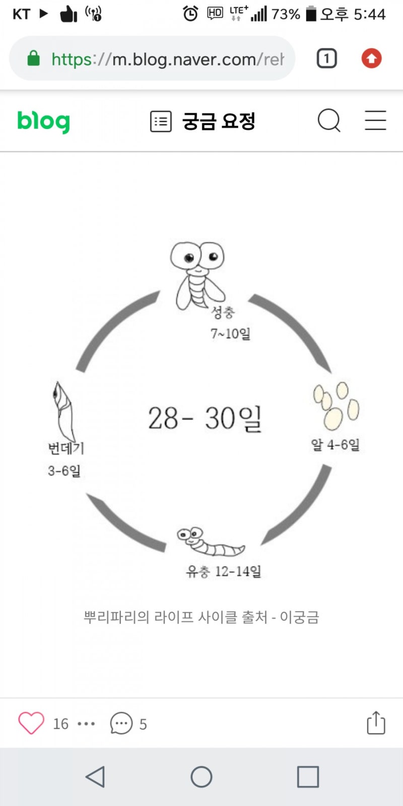 뿌리파리 퇴치 작은뿌리파리 퇴치 빅카드 농약 효과 아주 좋습니다 정량사용으로 박멸에 가까운 성과 네이버 블로그