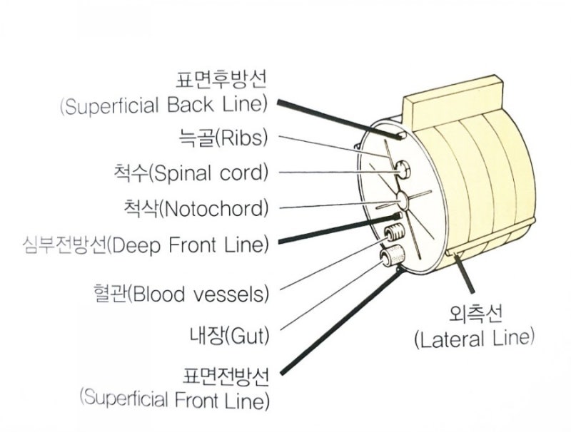 심부후방선(deep back line)은 존재하는가? : 네이버 블로그