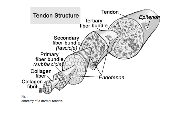 힘줄병증(Tendinopathy) : 네이버 블로그