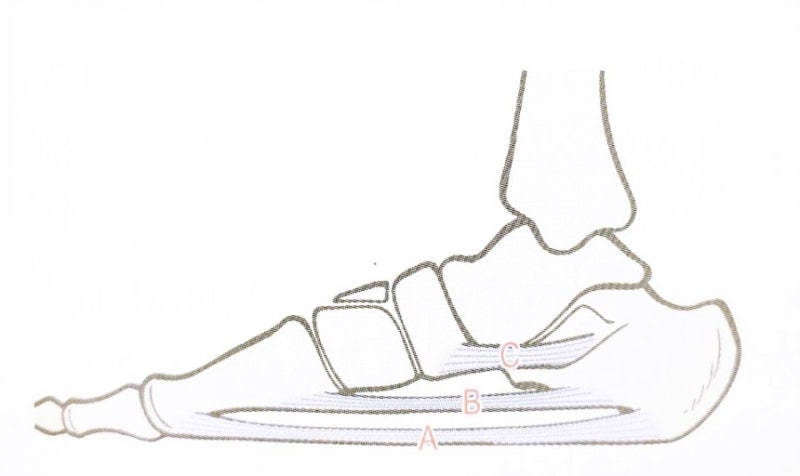 심부후방선(deep back line)은 존재하는가? : 네이버 블로그