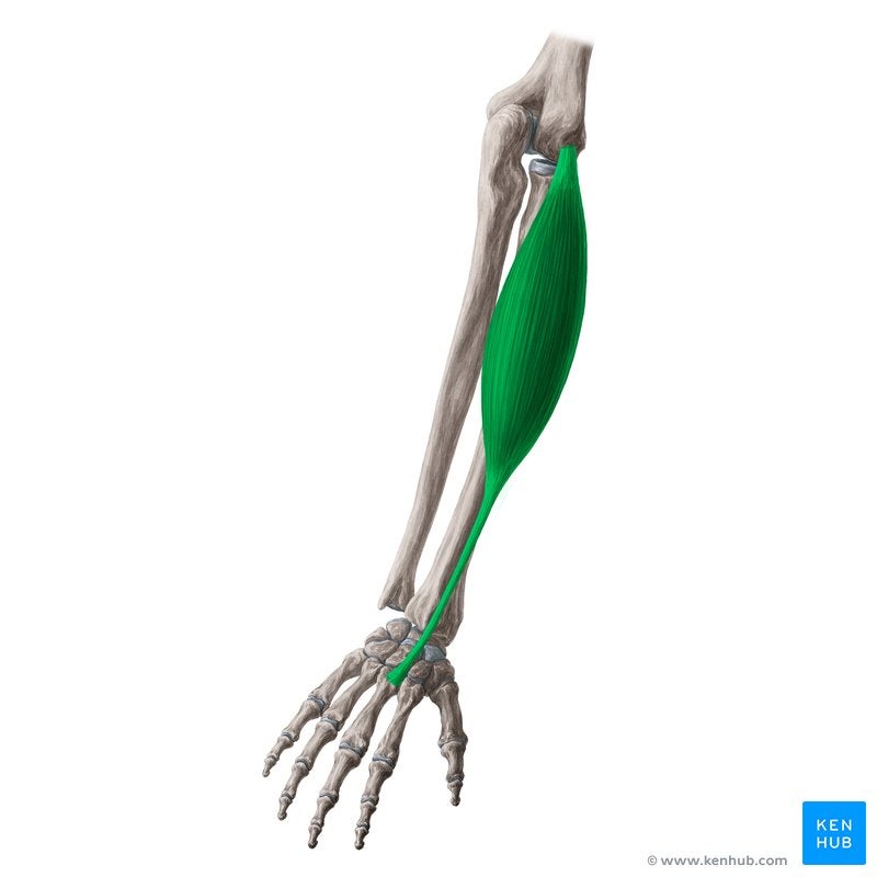 장요측 수근신근(Extensor Carpi Radialis Longus)과 단요측 수근신근(Extensor Carpi ...