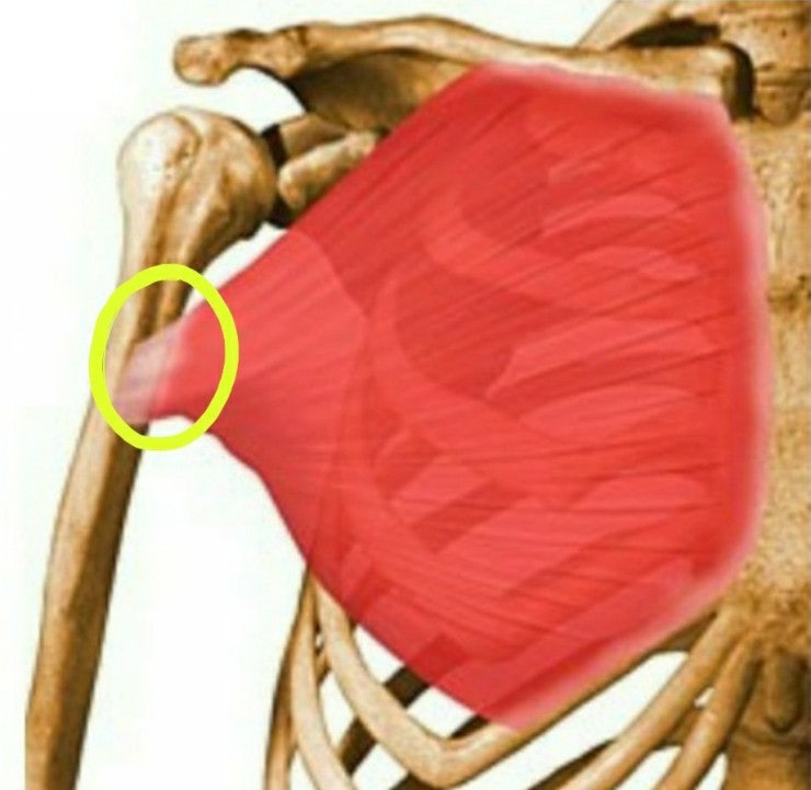 대흉근pectoralis Major 큰가슴근 대흉근 해부학가슴운동 가슴스트레칭 가슴통증 팔통증 팔저림 네이버 블로그