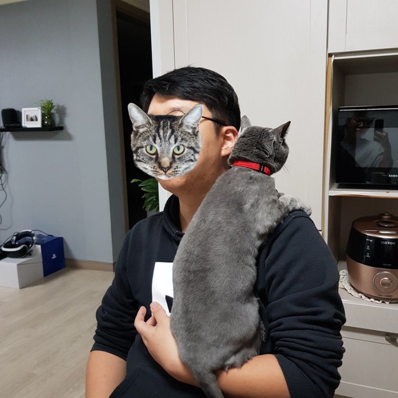 고양이가 배 위에 자꾸 올라오는 이유 고양이가 몸 위에 올라와요 네이버 블로그