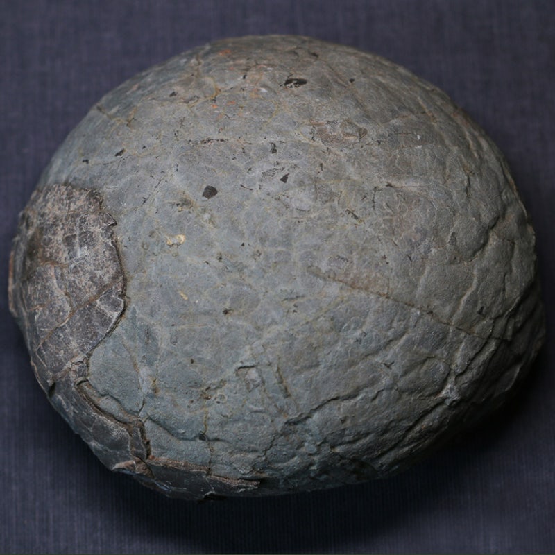 [판매완료] 하드로사우루스류 초식공룡 알화석(Dendroolithus Dinosaurus egg fossil ) / 루페우스 ...