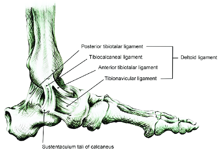 [성신여대한의원]족관절 외반 염좌 및 족관절 삼각인대 : 네이버 블로그