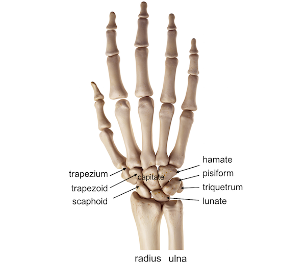 손목관절(완관절, Wrist)의 해부학적 구조 : 네이버 블로그
