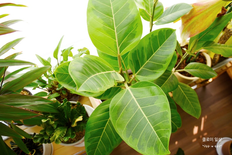 뱅갈 고무나무 수형잡기 후 멋진 모습으로 환골탈태 : 네이버 블로그