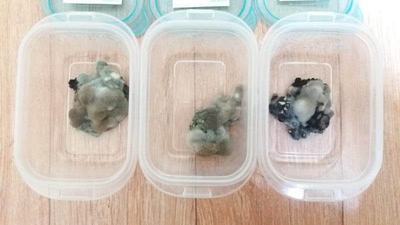 물은 답을 알고있다 - 밥실험 / 메모리 코드 - 장미실험 : 네이버 블로그