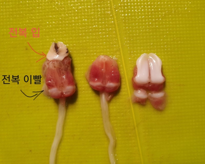 전복손질법 전복 이빨제거가 필수 모래주머니도 떼어주세요~ 네이버 블로그