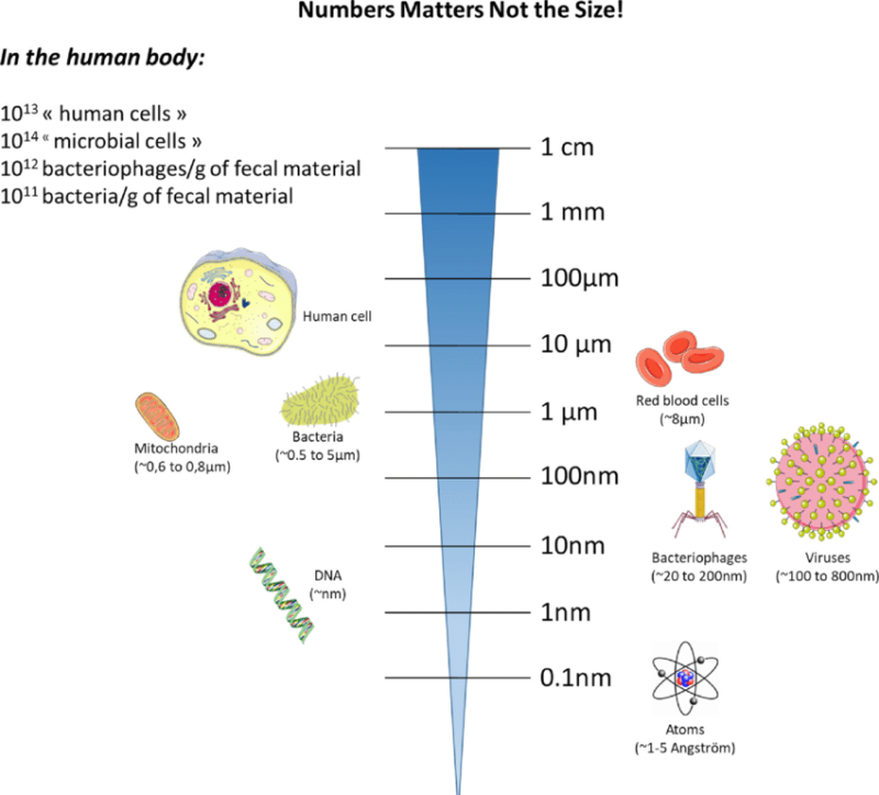 바이러스학 개론(Intro of Virology) : 네이버 블로그
