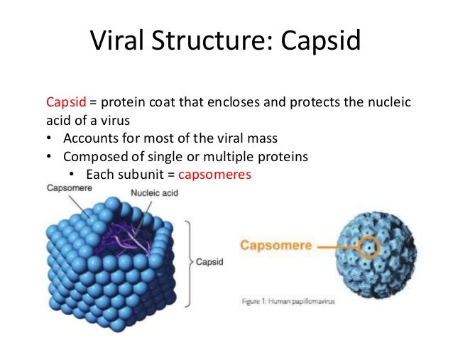 바이러스학 개론(Intro of Virology) : 네이버 블로그