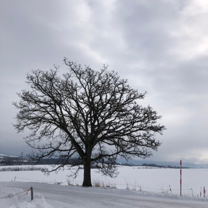 삿포로여행의 꽃 비에이투어/렌트해서 비에이투어 가는법/동상이몽에도 나온 백은장 온천 : 네이버 블로그