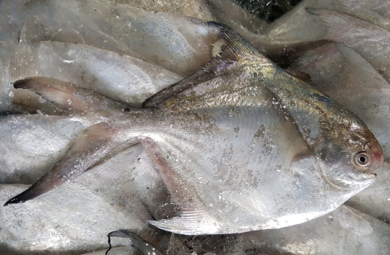 병어와 덕자는 무슨 차이? 한방에 정리합니다. : 네이버 블로그