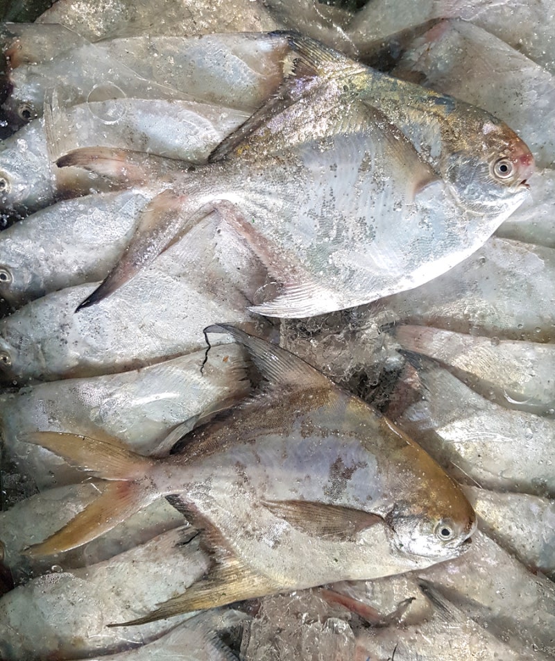 병어와 덕자는 무슨 차이? 한방에 정리합니다. : 네이버 블로그