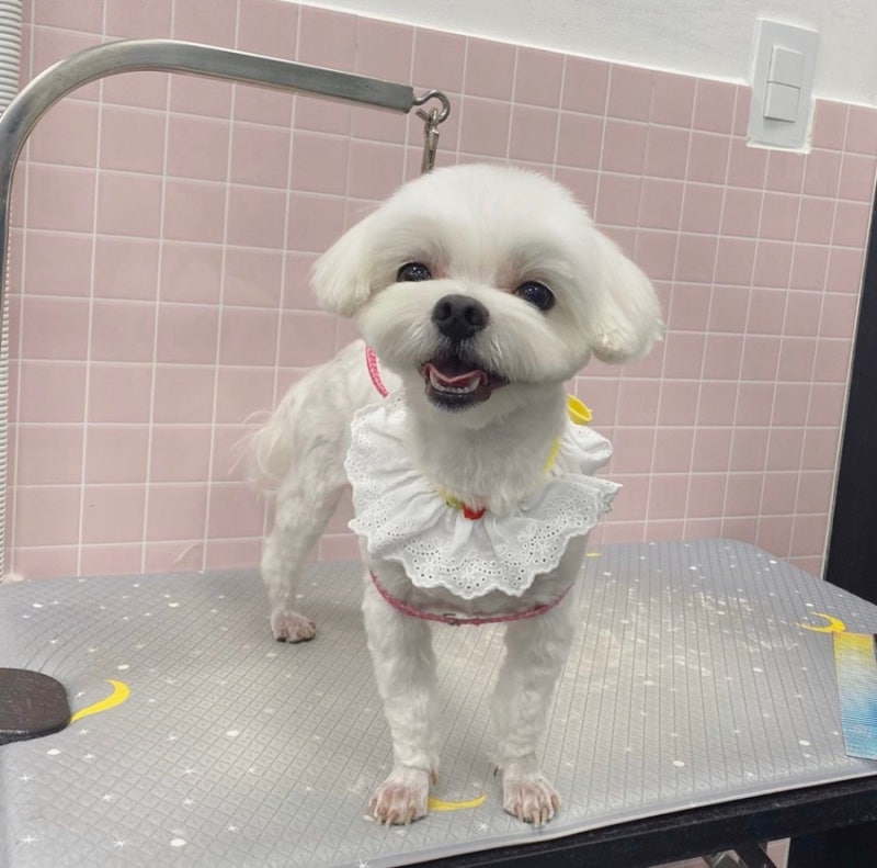 말티즈미용스타일 알머리 브로콜리컷 수제비컷 수제비귀 베이비컷 하이바컷 판타롱 스포팅 썸머컷 네이버 블로그