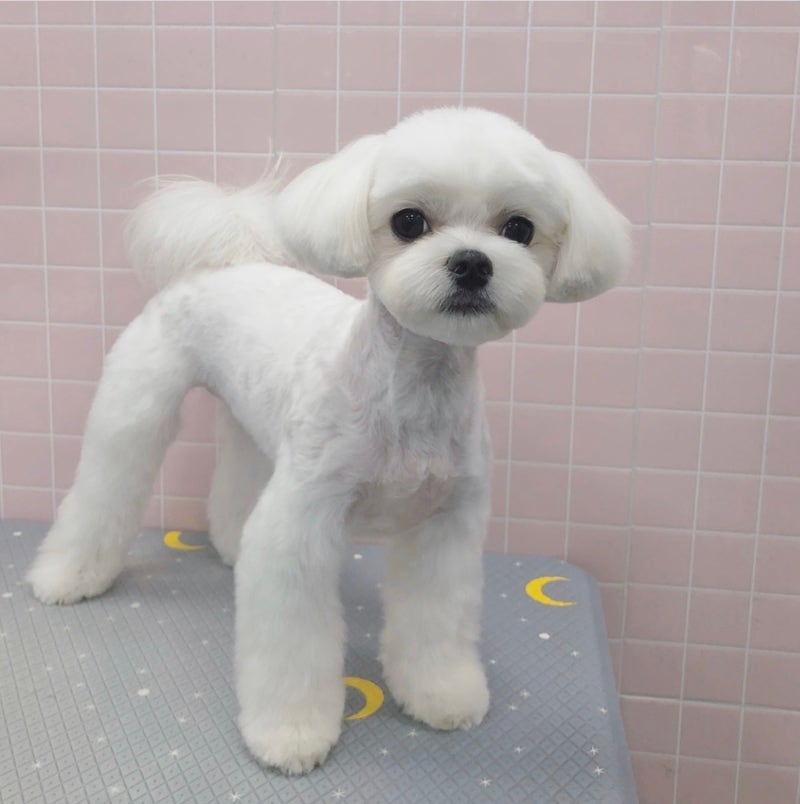 말티즈미용스타일 알머리 브로콜리컷 수제비컷 수제비귀 베이비컷 하이바컷 판타롱 스포팅 썸머컷 네이버 블로그