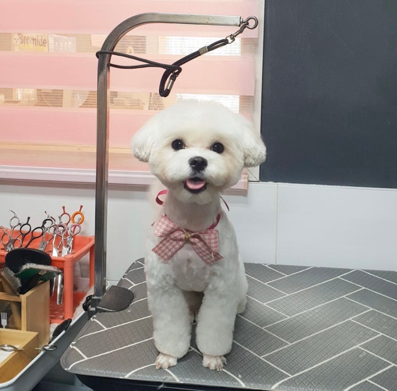 말티즈미용스타일 알머리 브로콜리컷 수제비컷 수제비귀 베이비컷 하이바컷 판타롱 스포팅 썸머컷 네이버 블로그