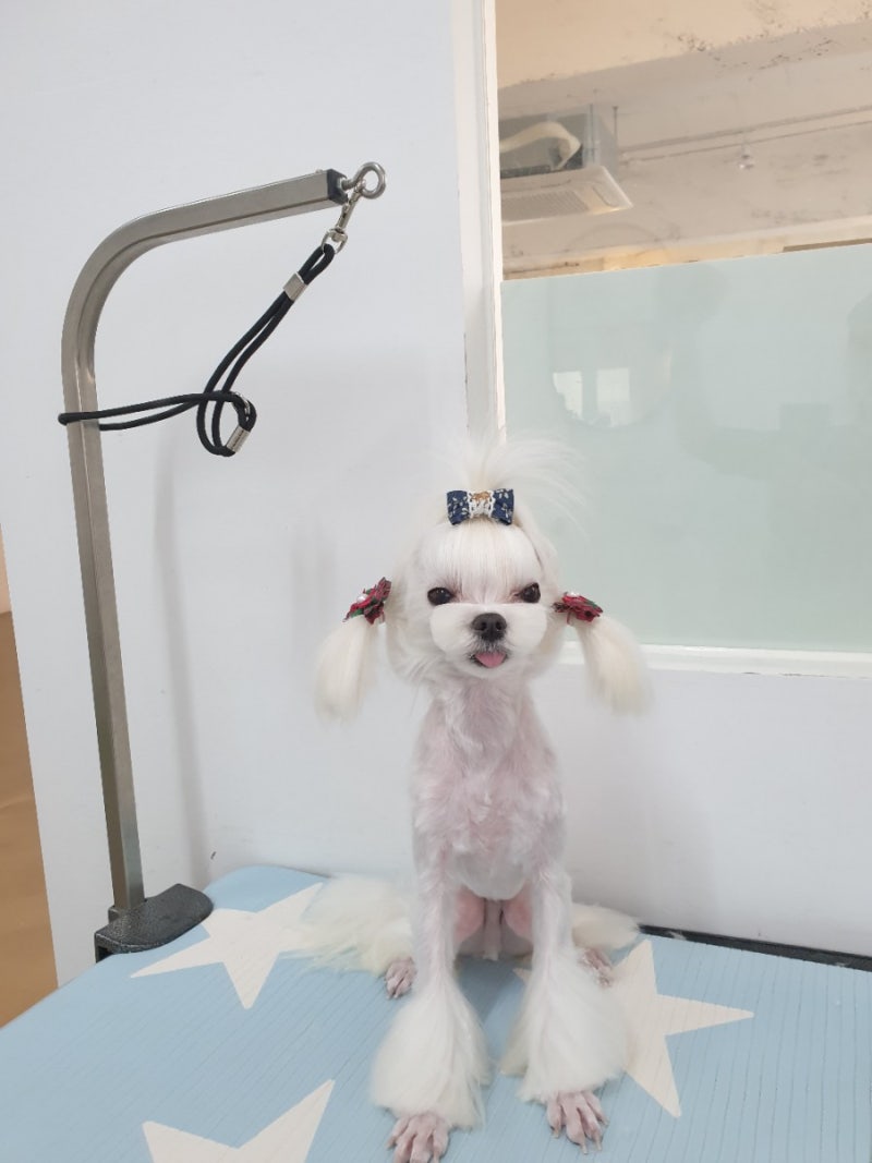 킹콩송파잠실방이석촌애견미용송파말티즈미용 네이버 블로그